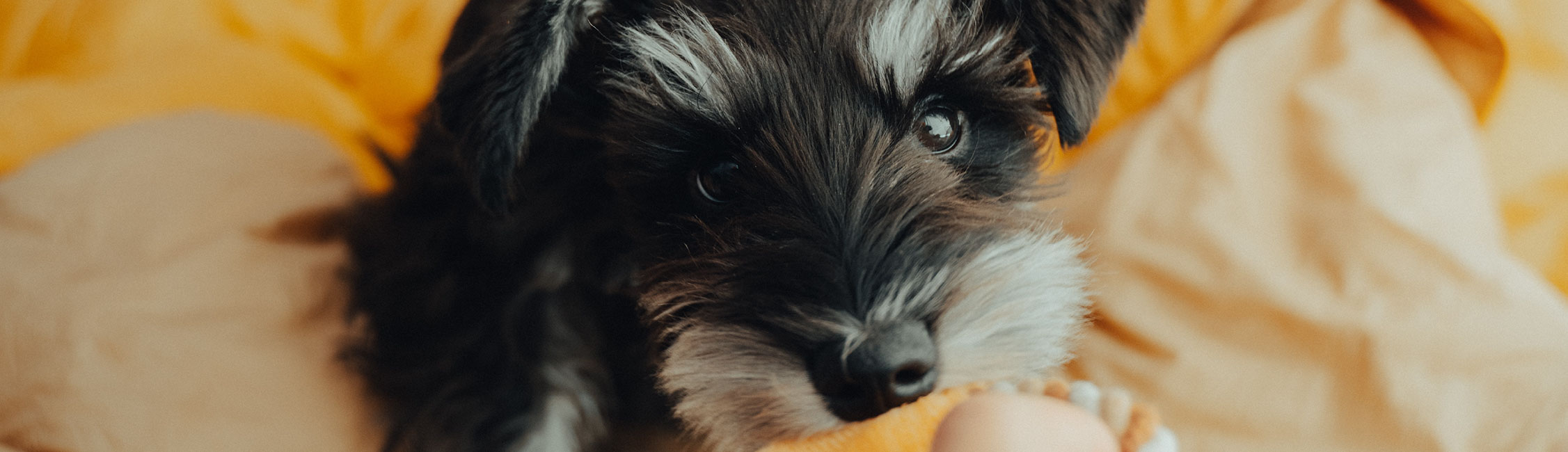 Puppy Nutrition - Spreyton Veterinary Services